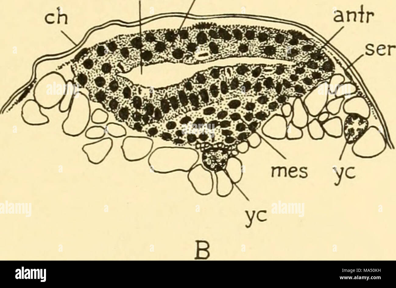 . Embryology of insects and myriapods; the developmental history of ...