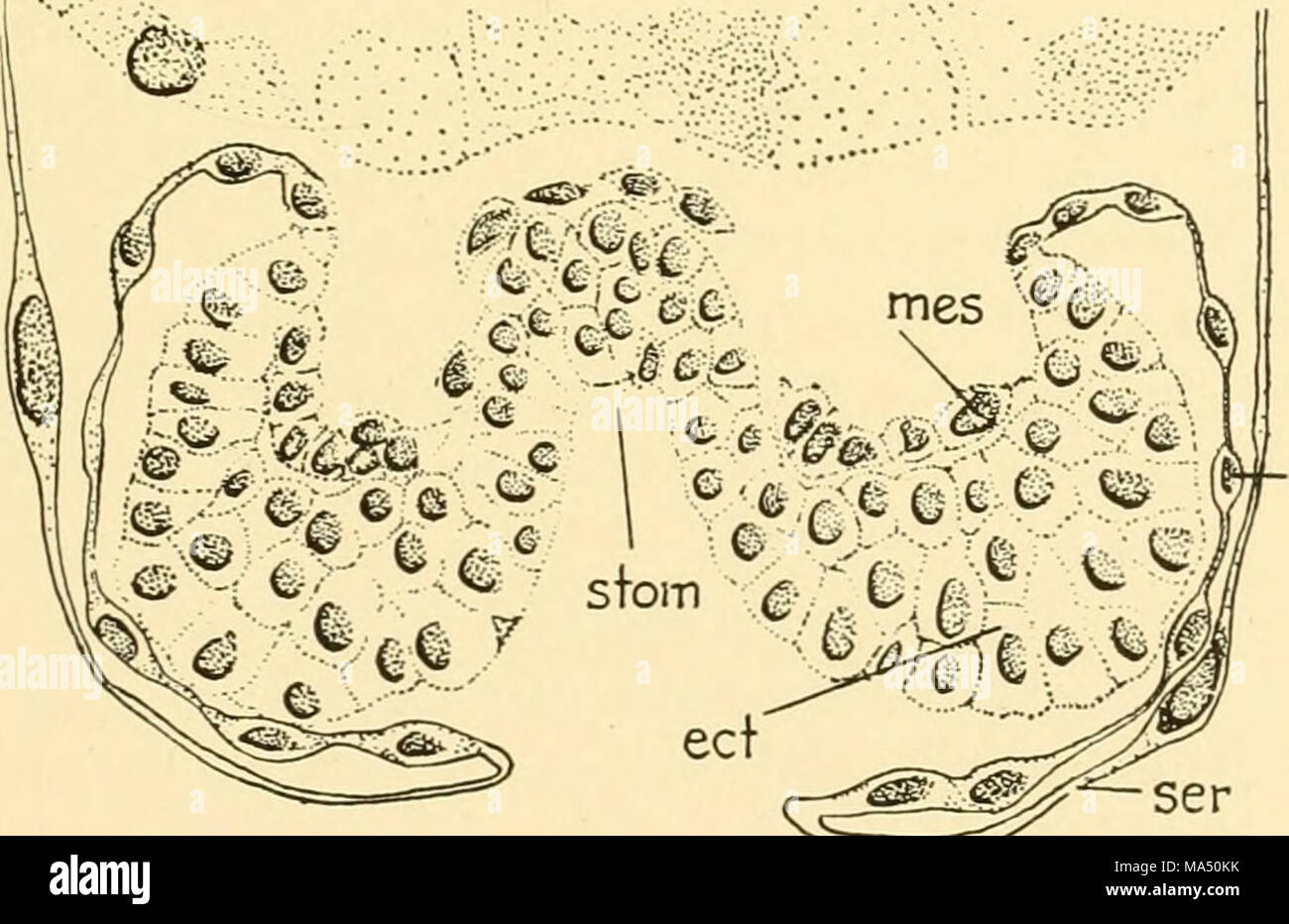 . Embryology of insects and myriapods; the developmental history of ...