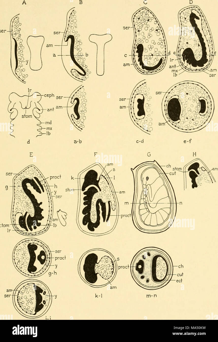 . Embryology of insects and myriapods; the developmental history of ...
