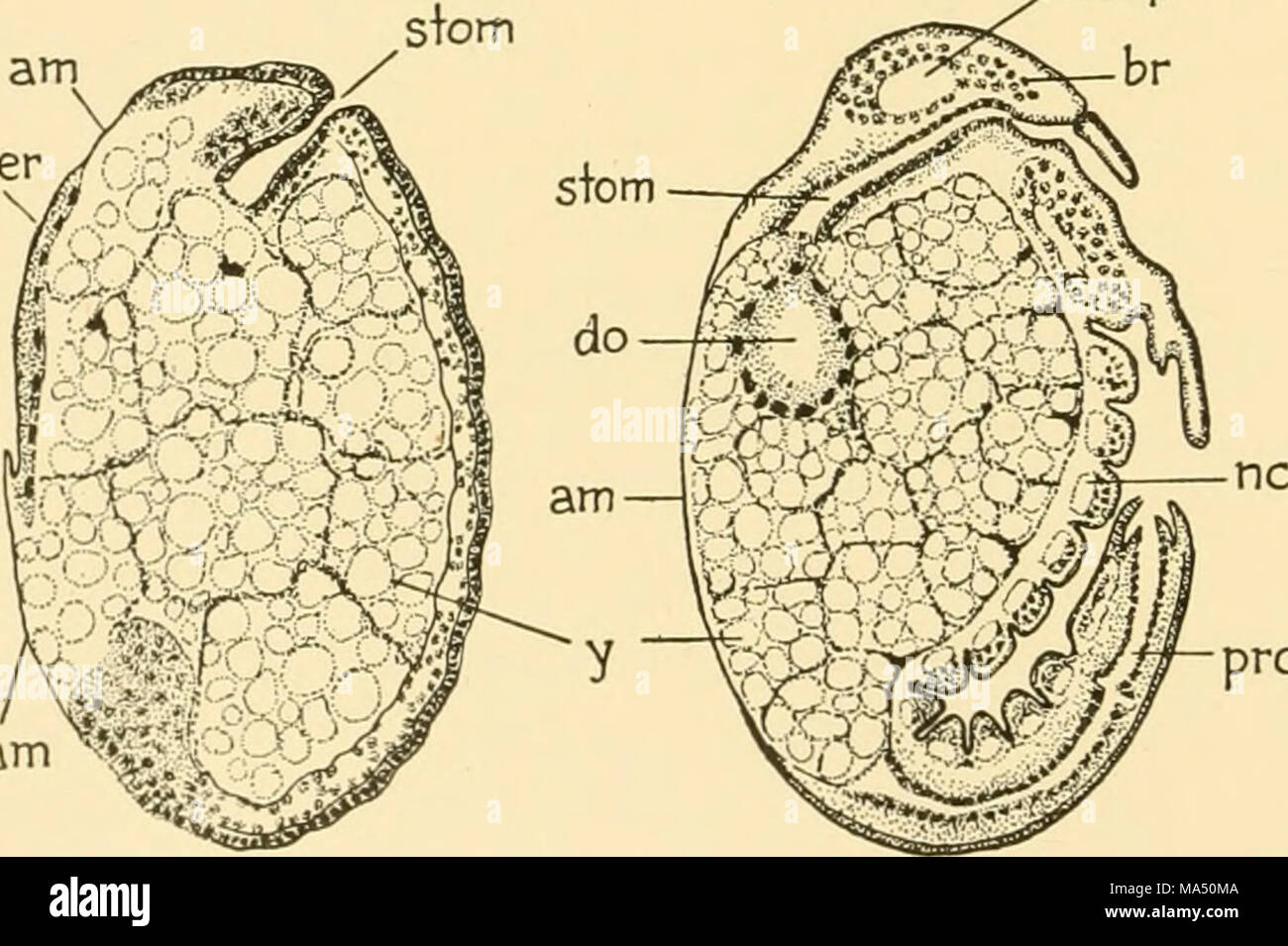 . Embryology of insects and myriapods; the developmental history of ...