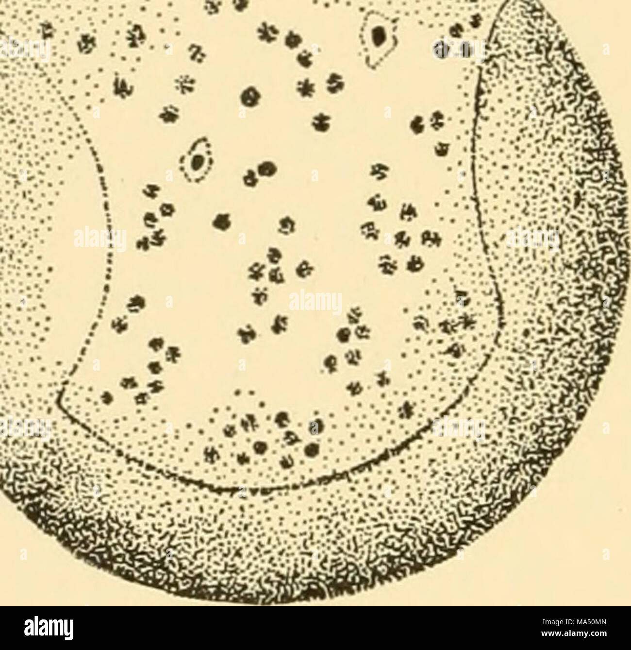 . Embryology of insects and myriapods; the developmental history of ...