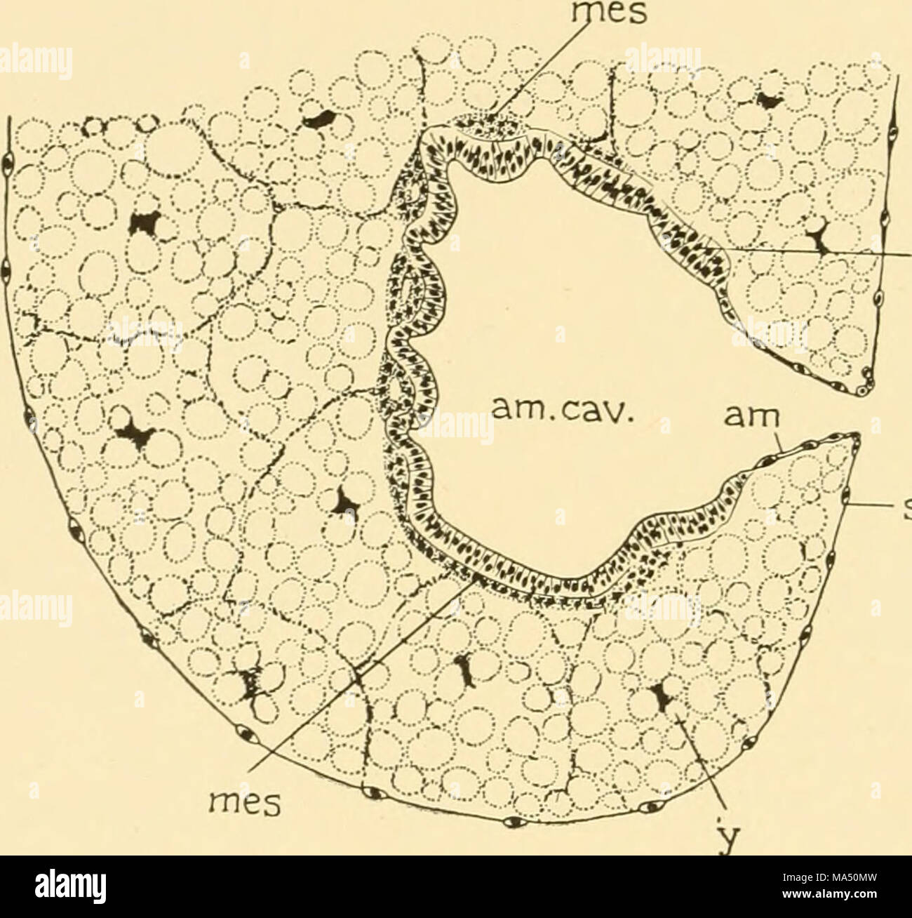 . Embryology of insects and myriapods; the developmental history of ...