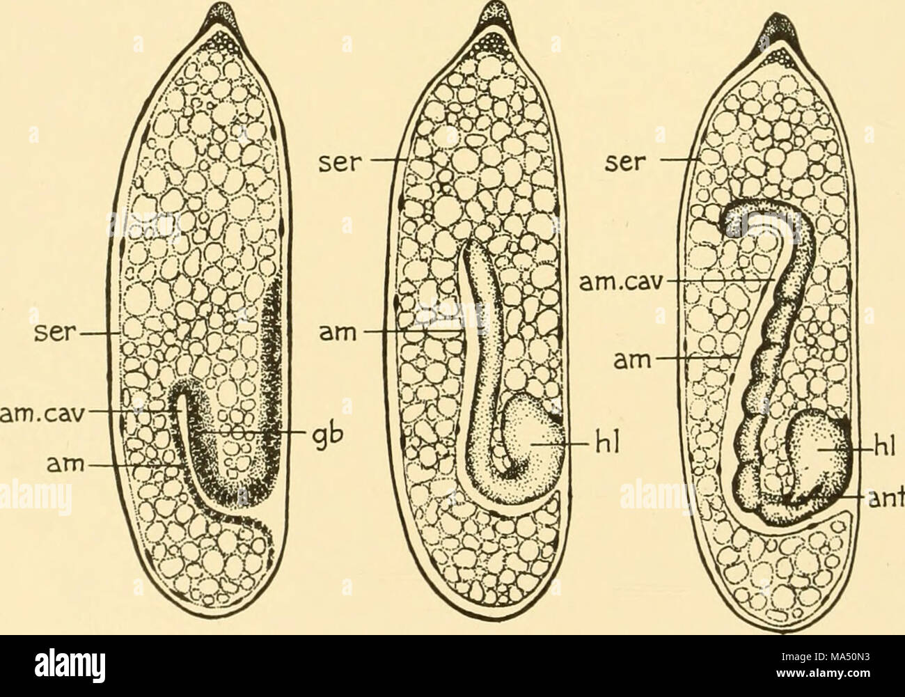 . Embryology of insects and myriapods; the developmental history of ...