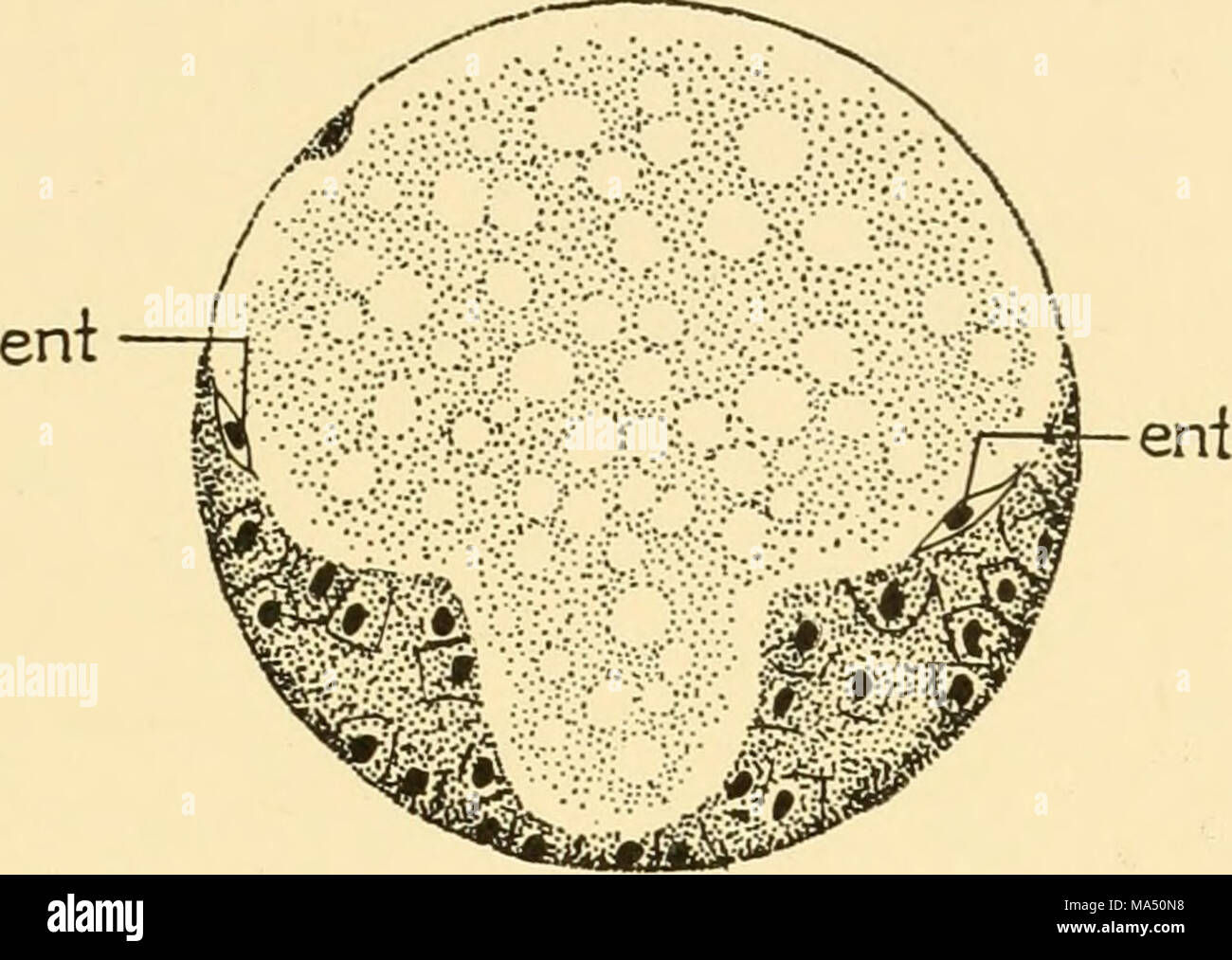 . Embryology of insects and myriapods; the developmental history of ...