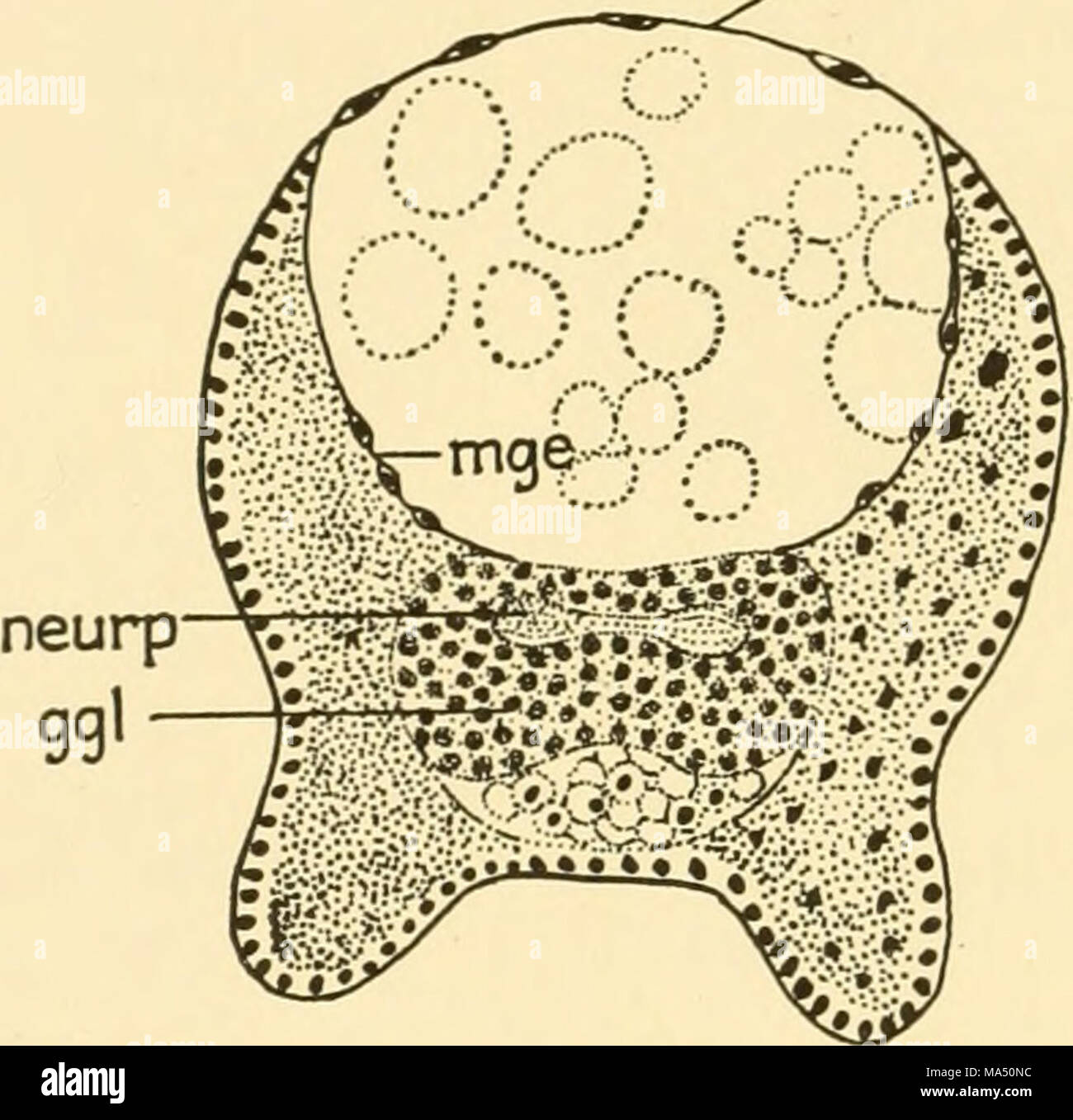 . Embryology of insects and myriapods; the developmental history of ...