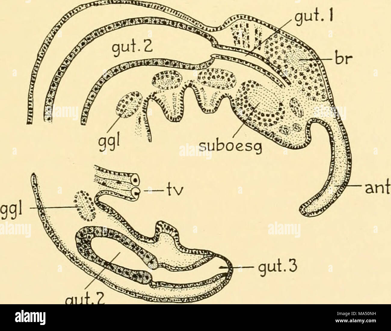 . Embryology of insects and myriapods; the developmental history of ...