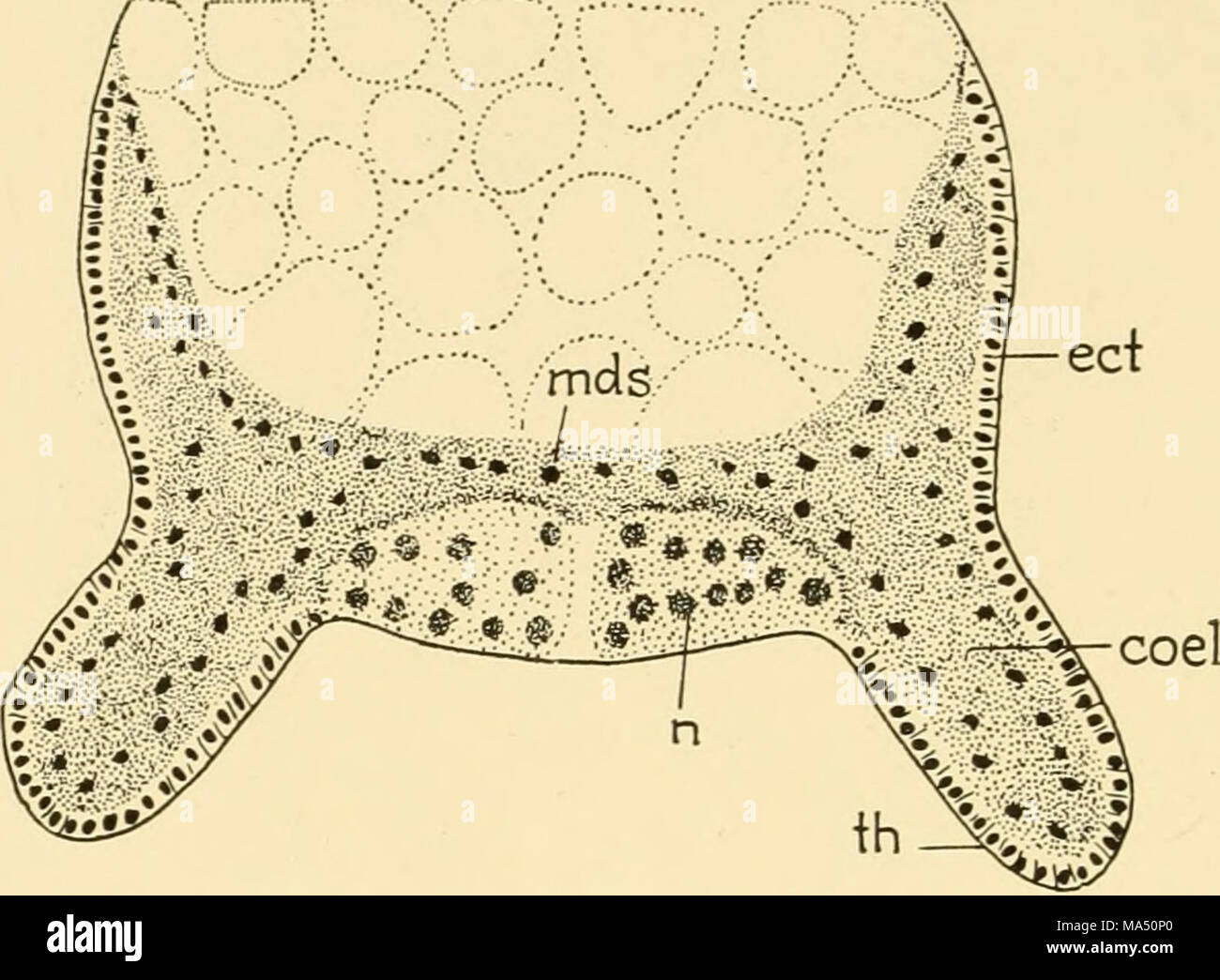 . Embryology of insects and myriapods; the developmental history of ...