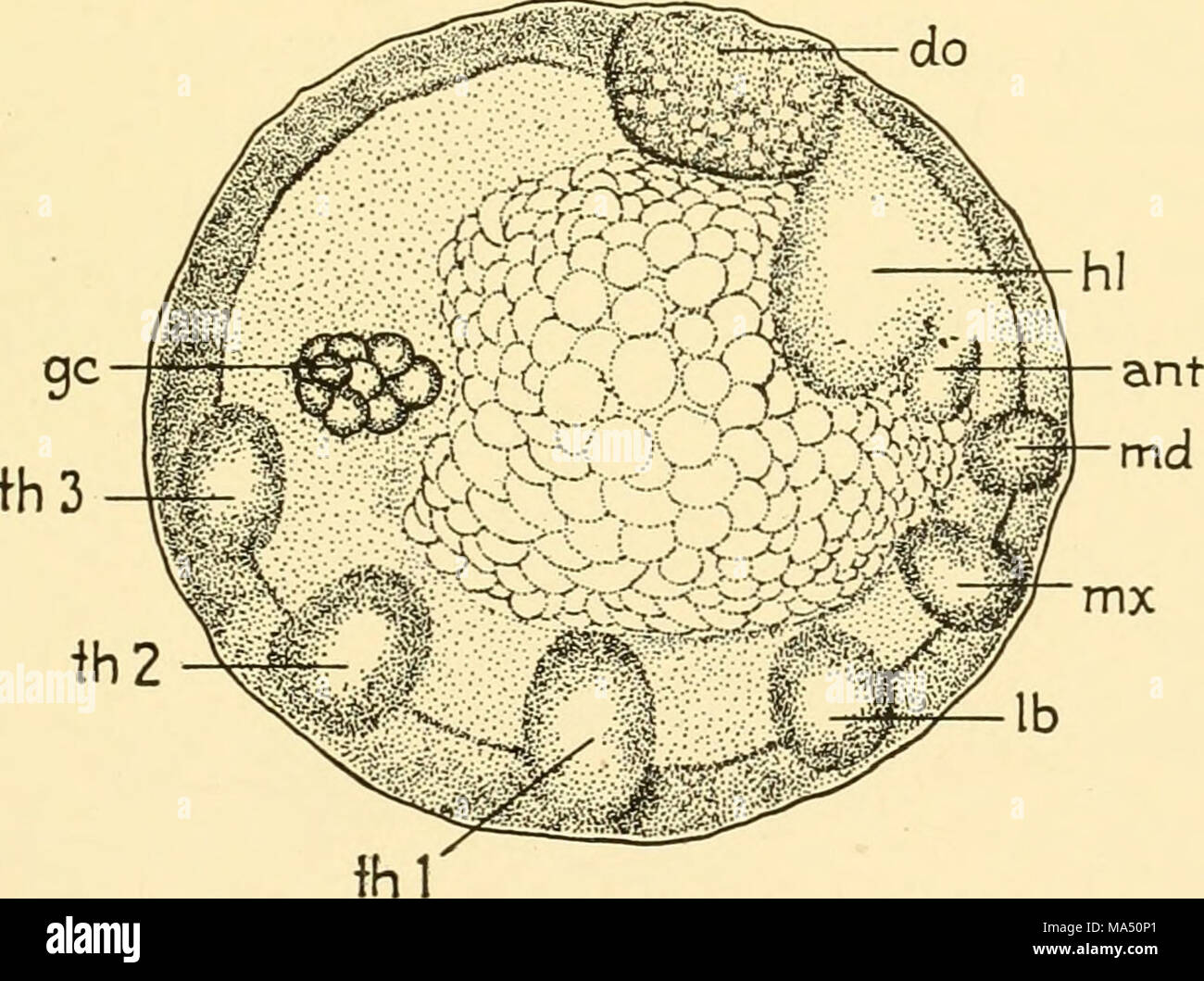. Embryology of insects and myriapods; the developmental history of ...