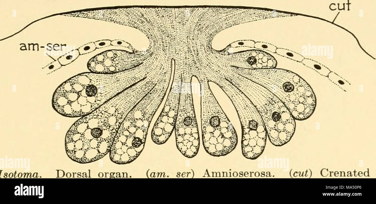 . Embryology of insects and myriapods; the developmental history of ...