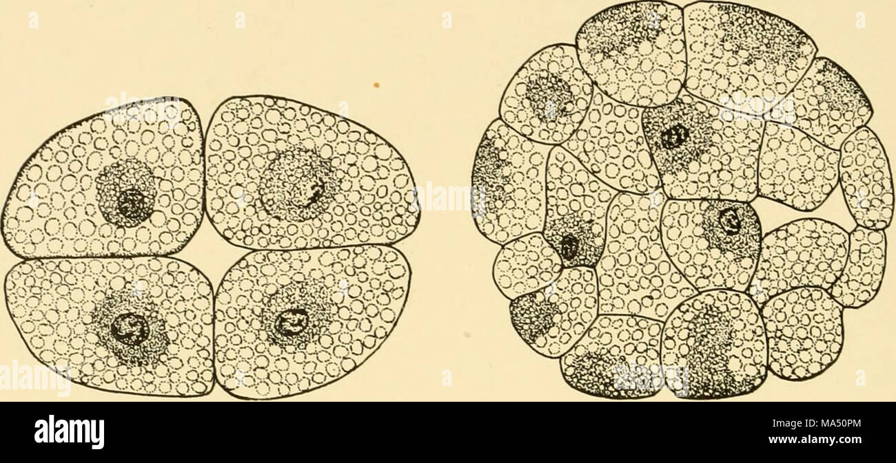 . Embryology of insects and myriapods; the developmental history of ...