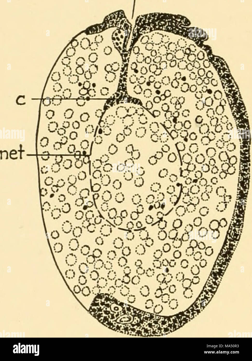 . Embryology of insects and myriapods; the developmental history of ...