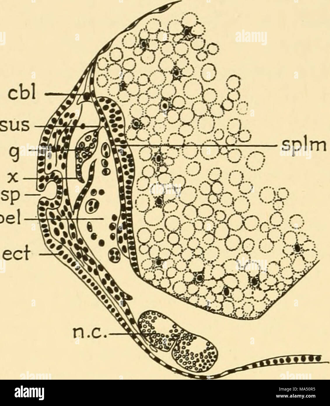 . Embryology of insects and myriapods; the developmental history of ...