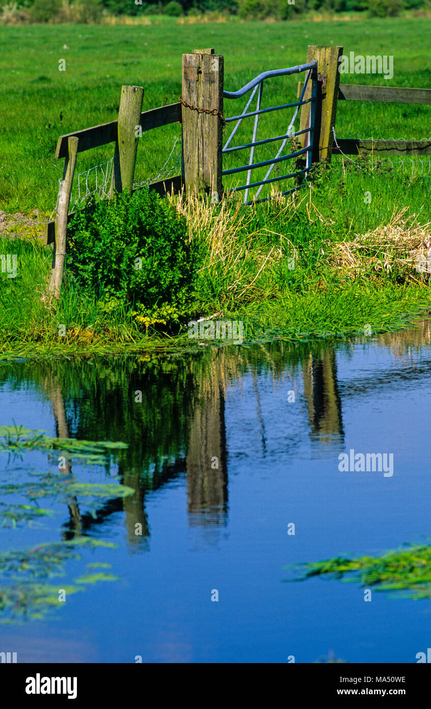 Nash & Goldcliff SSI, Ancient Grazing Marsh, Gwent Levels, Gwent, Wales ...