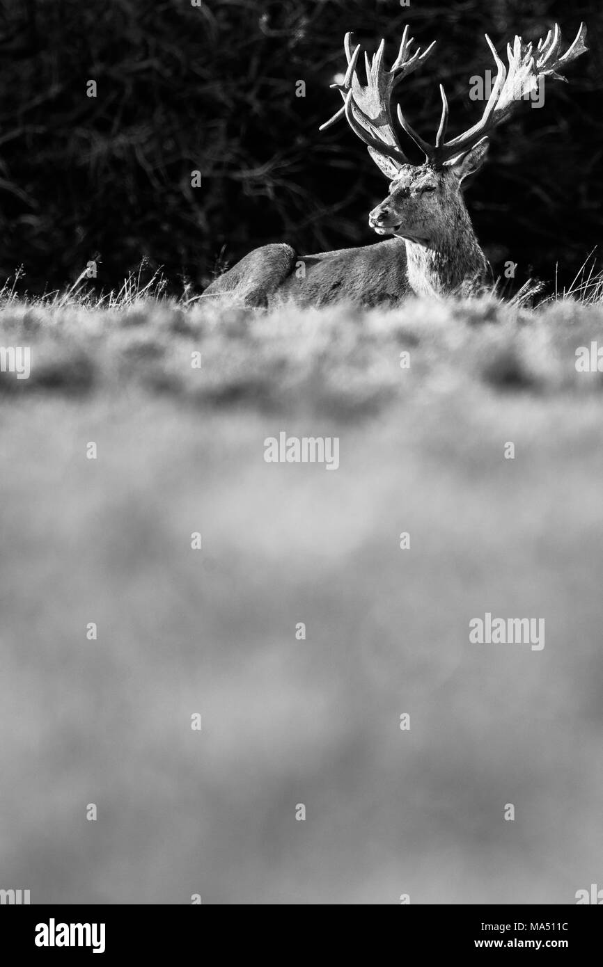 Stag animal Black and White Stock Photos & Images - Alamy