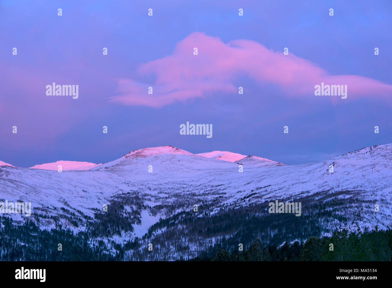 landscape - gentle pink sunset over the snowy mountain peaks of the ...