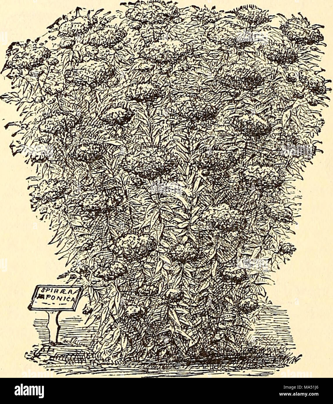 . Ellwanger & Barry's catalogue : ornamental trees, shrubs, etc Stock Photo - Alamy