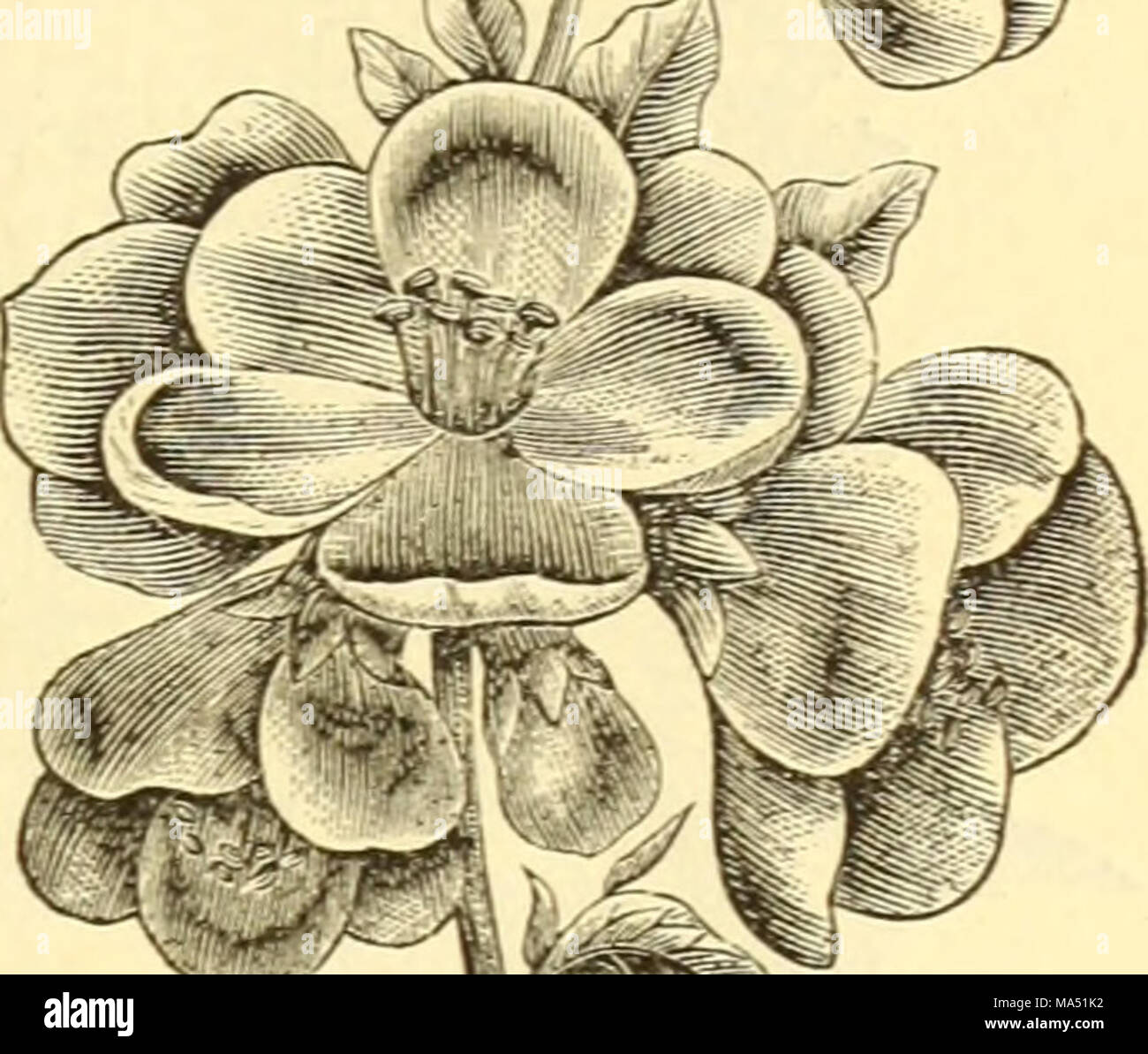 . Ellwanger & Barry's catalogue : ornamental trees, shrubs, etc Stock Photo - Alamy