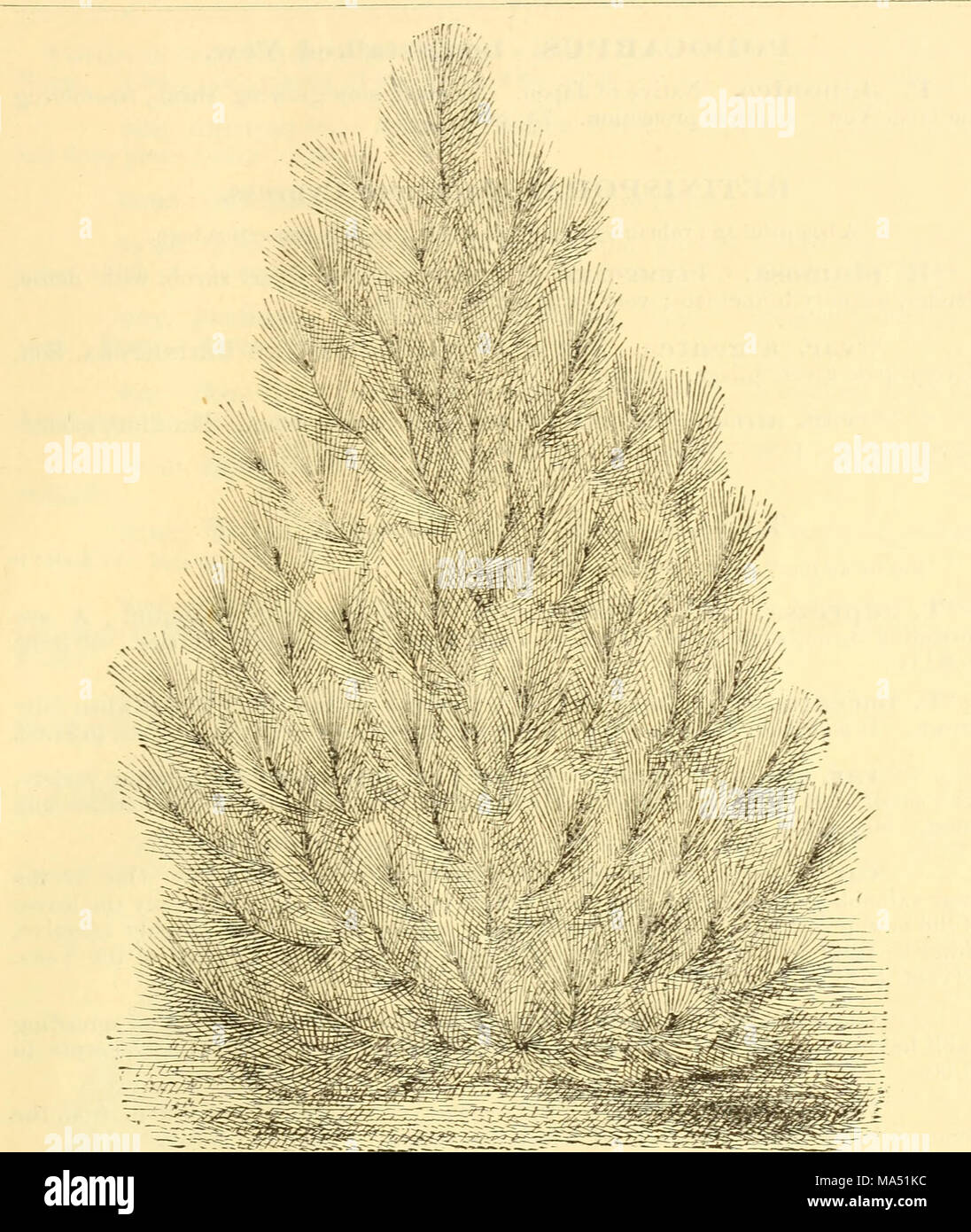 . Ellwanger & Barry's catalogue : ornamental trees, shrubs, etc Stock Photo - Alamy