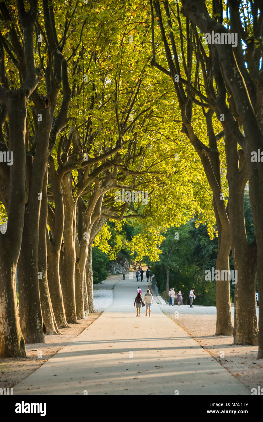 Tree-lined Walkway Near Pont Du Gard Stock Photo - Alamy