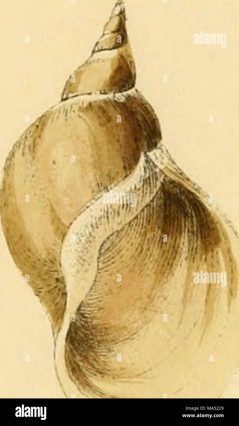 . Elements of conchology : an introduction to the natural history of ...