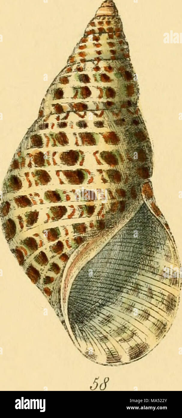 . Elements of conchology : an introduction to the natural history of ...