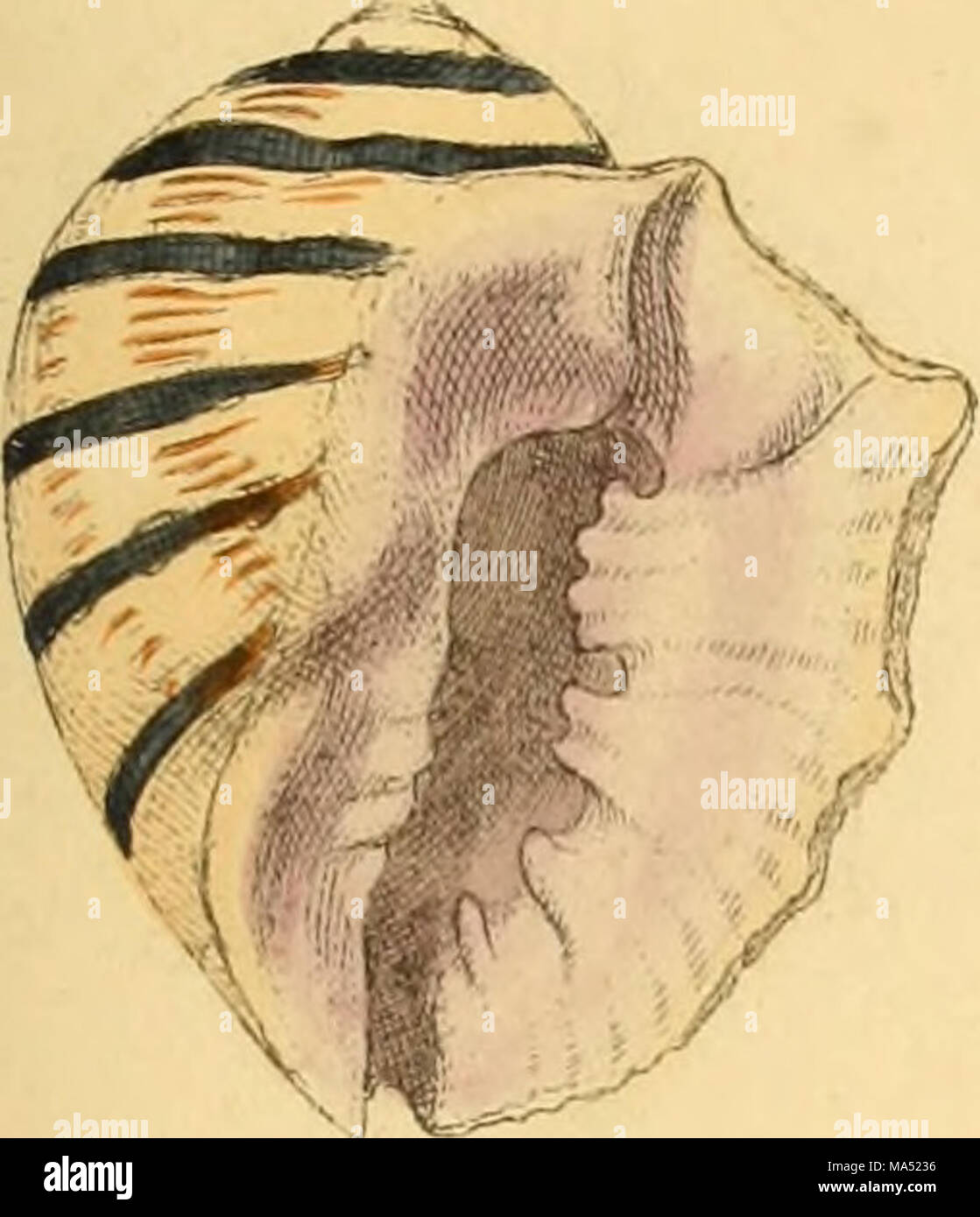 . Elements of conchology : an introduction to the natural history of ...