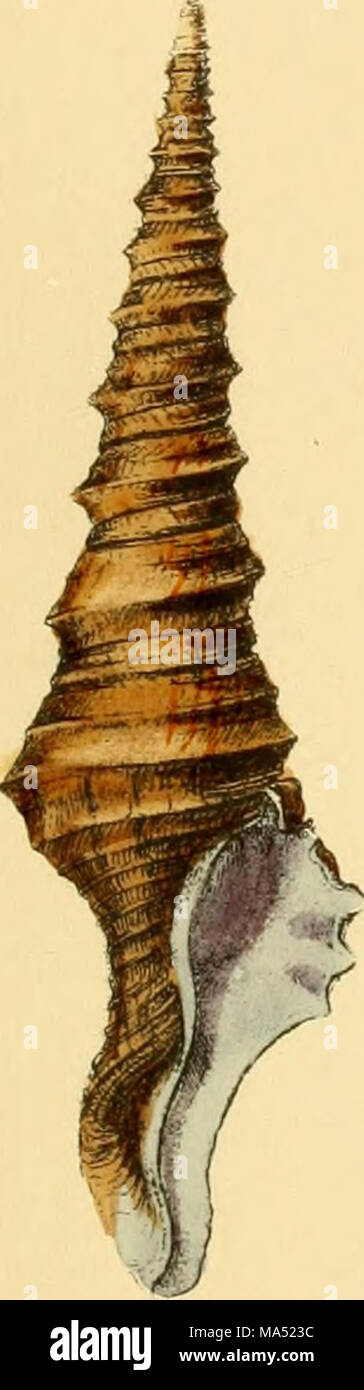 . Elements of conchology : an introduction to the natural history of ...