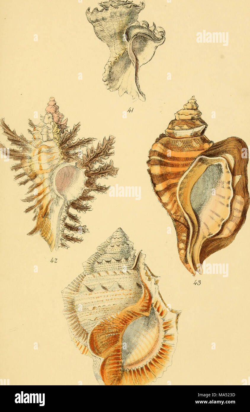 . Elements of conchology : an introduction to the natural history of ...