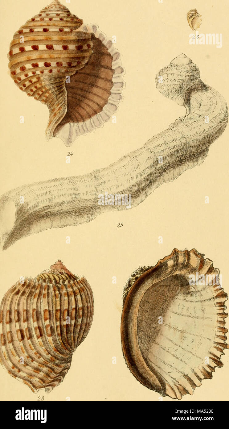 . Elements of conchology : an introduction to the natural history of ...