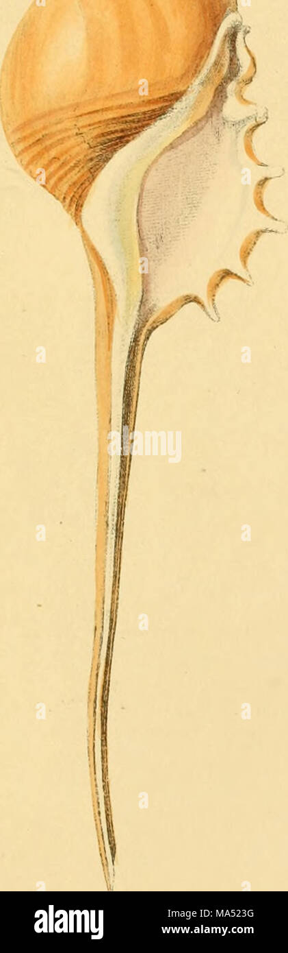 . Elements of conchology : an introduction to the natural history of ...