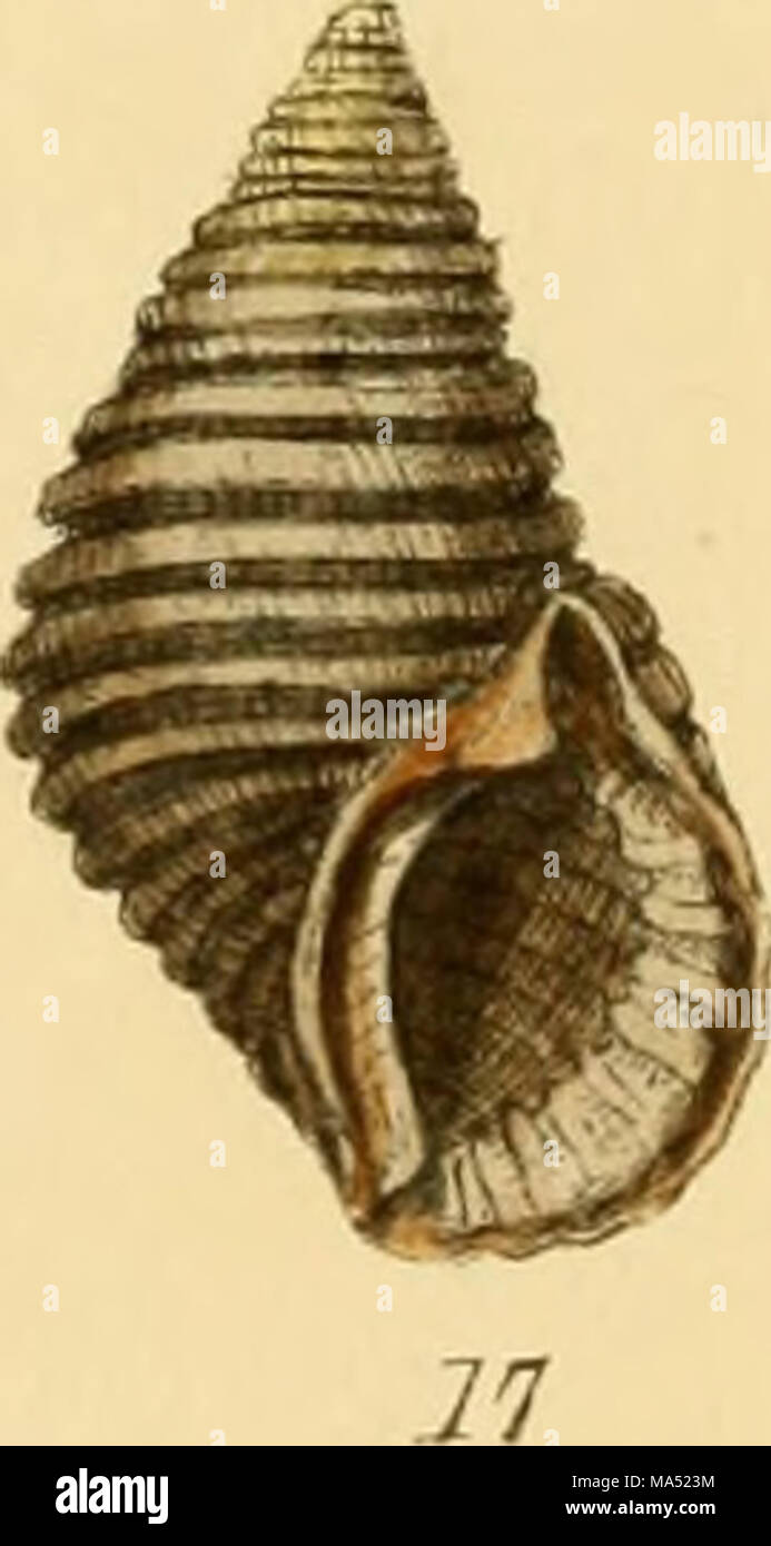 . Elements of conchology : an introduction to the natural history of ...