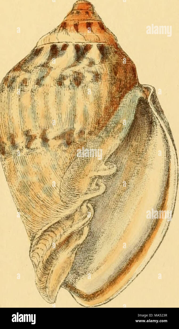 . Elements of conchology : an introduction to the natural history of ...
