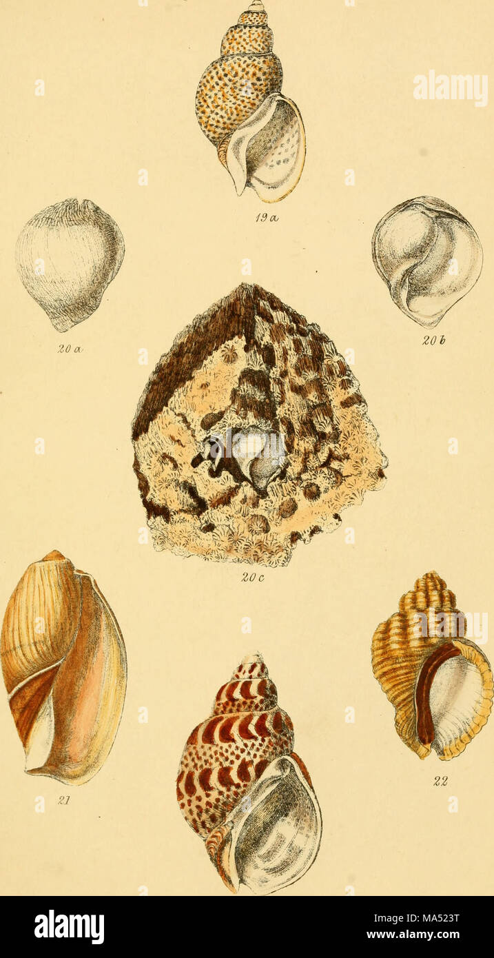 . Elements of conchology : an introduction to the natural history of ...