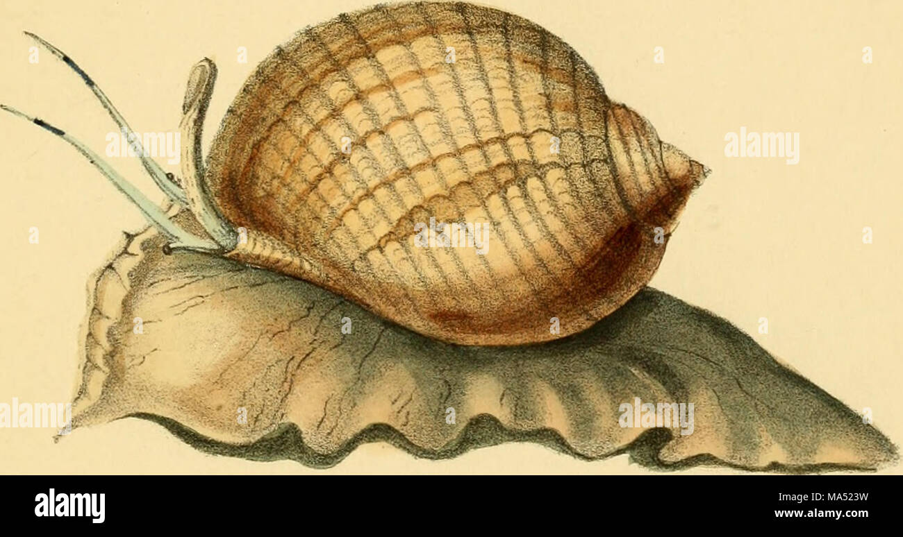 . Elements of conchology : an introduction to the natural history of ...
