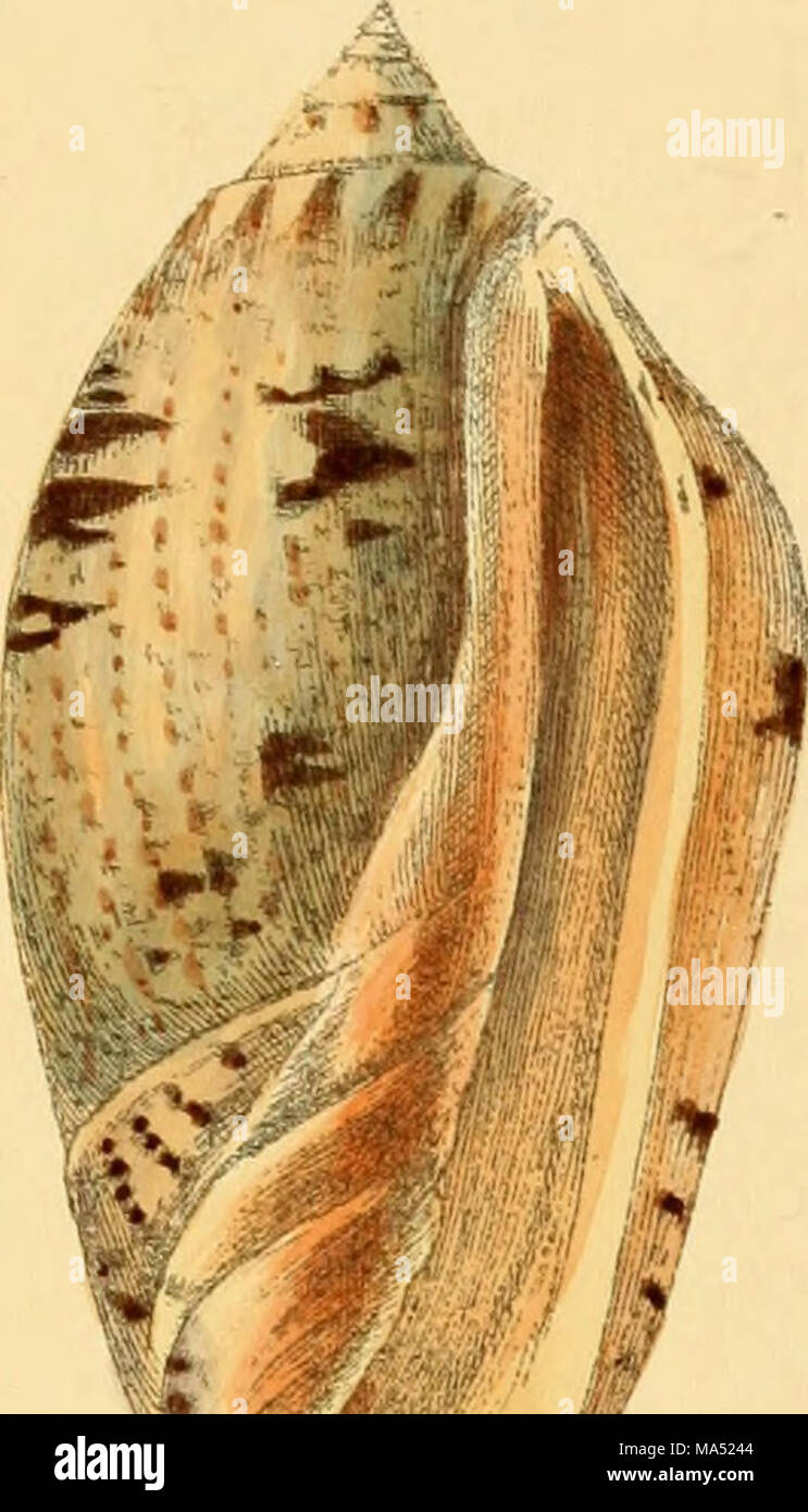 . Elements of conchology : an introduction to the natural history of ...