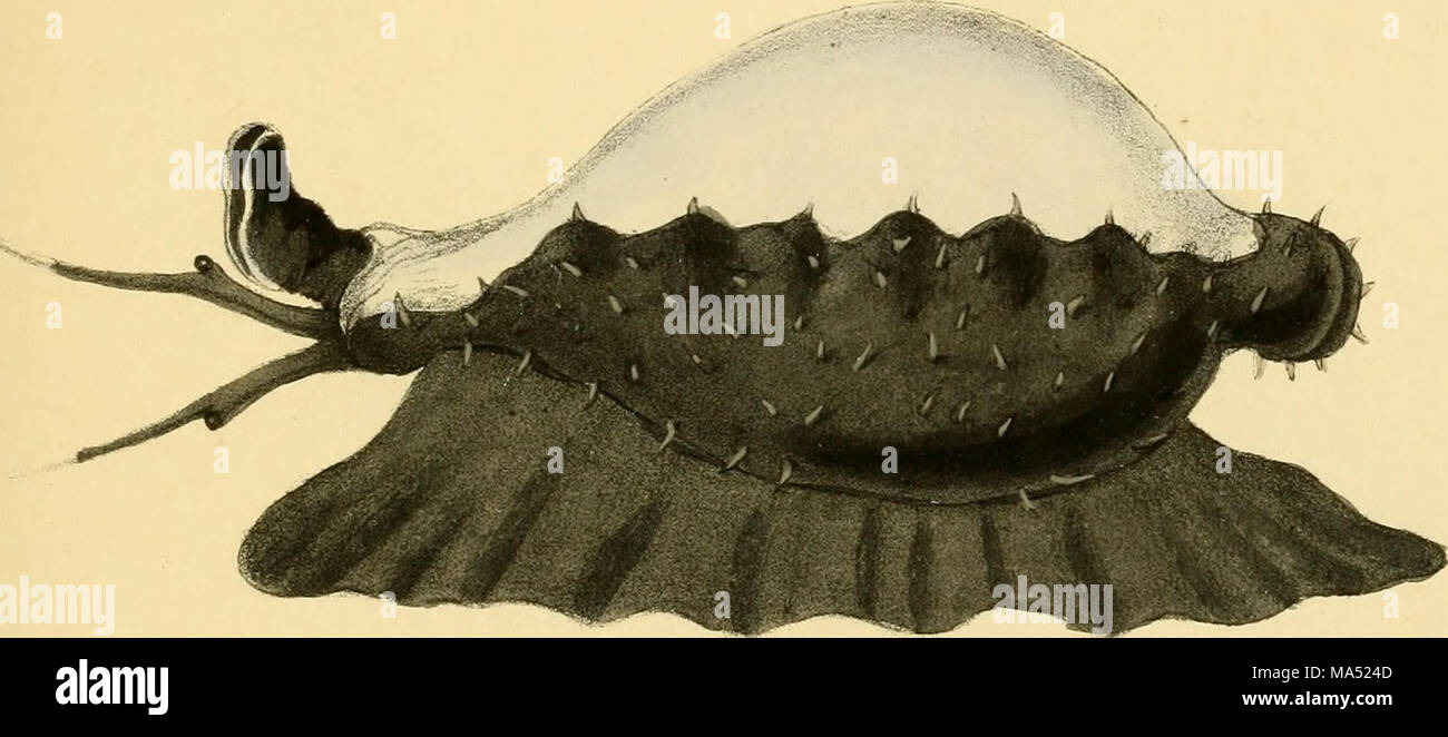 . Elements of conchology : an introduction to the natural history of ...