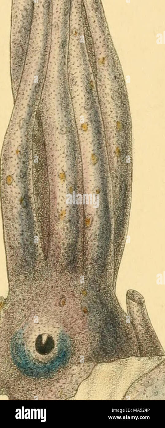 . Elements of conchology : an introduction to the natural history of ...