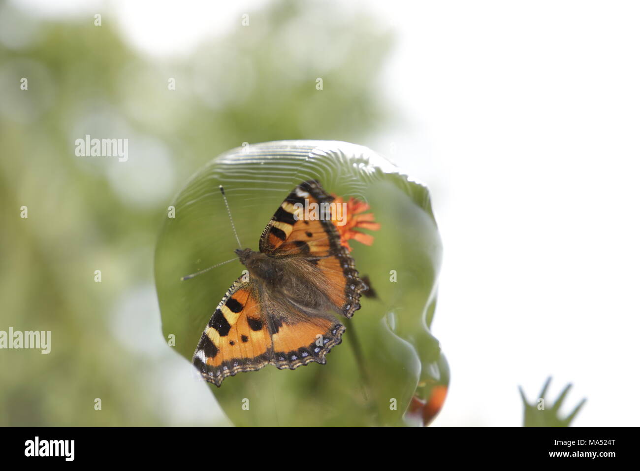 Dolls head with a butterfly in double exposure Stock Photo - Alamy