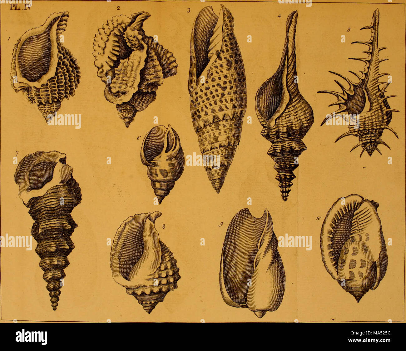 . Elements of conchology, or, An introduction to the knowledge of ...