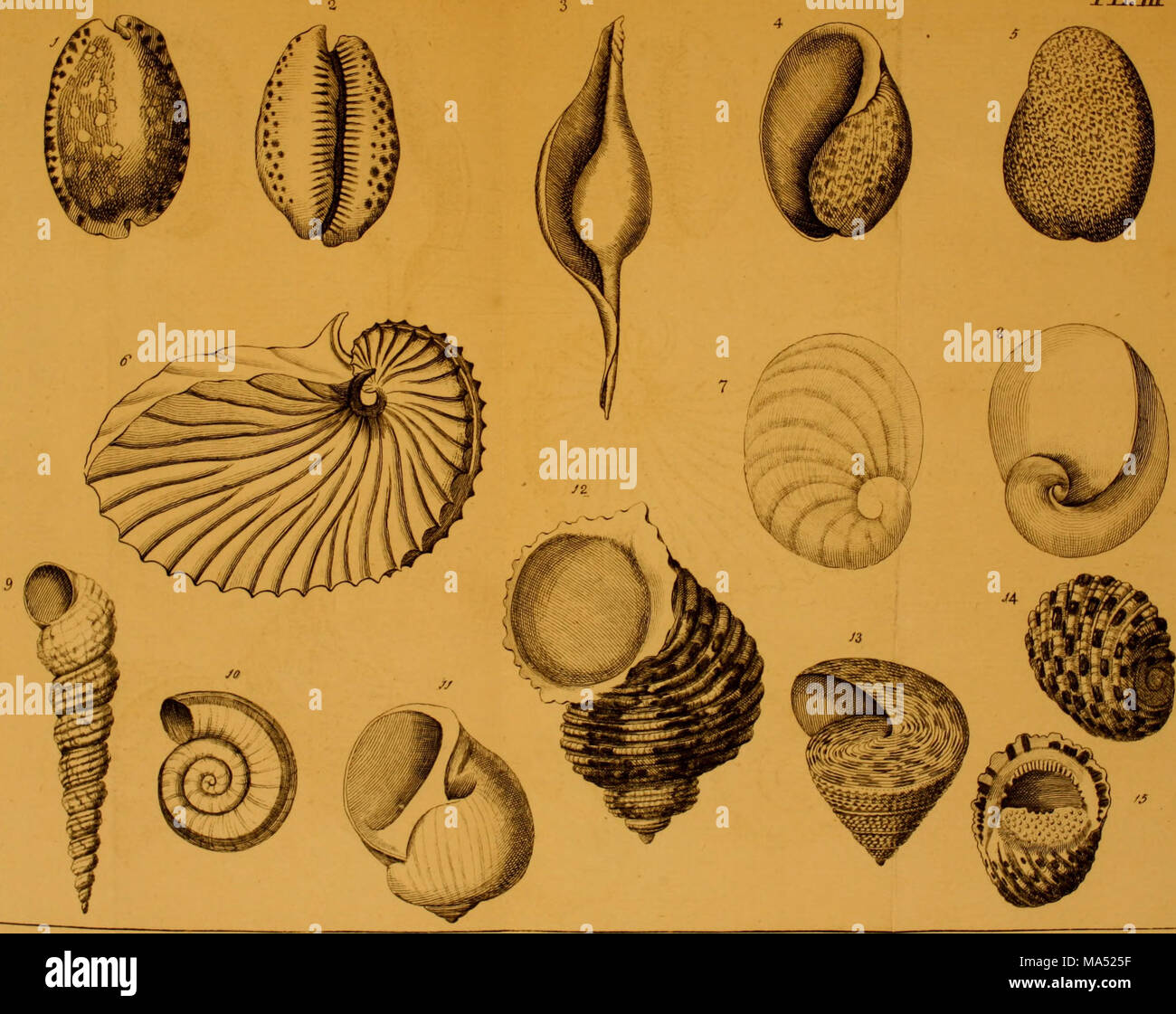 An introduction to the knowledge of shells hi-res stock photography and ...