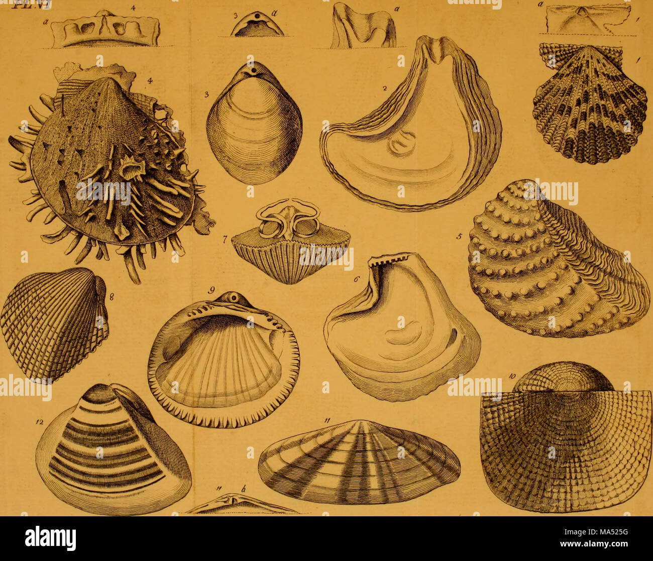 An introduction to the knowledge of shells hi-res stock photography and ...