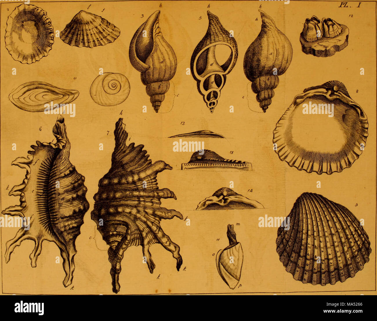 An introduction to the knowledge of shells hi-res stock photography and ...
