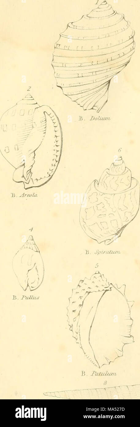 . Elements of conchology, according to the Linnæan system Stock Photo ...
