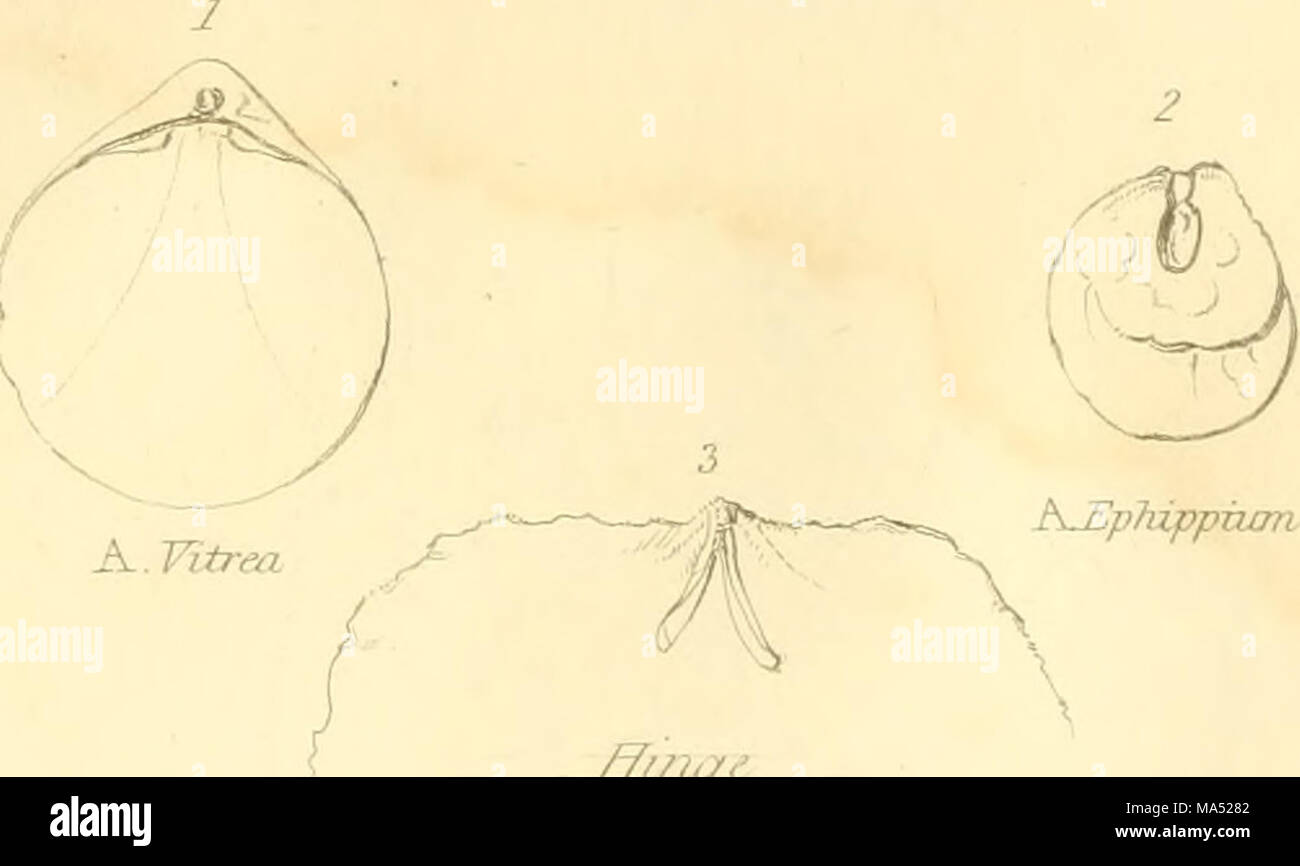 . Elements of conchology, according to the Linnæan system Stock Photo ...