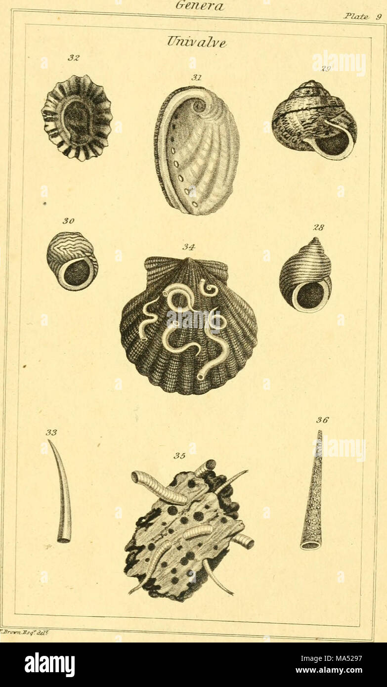 . The elements of conchology; or Natural history of shells: according ...