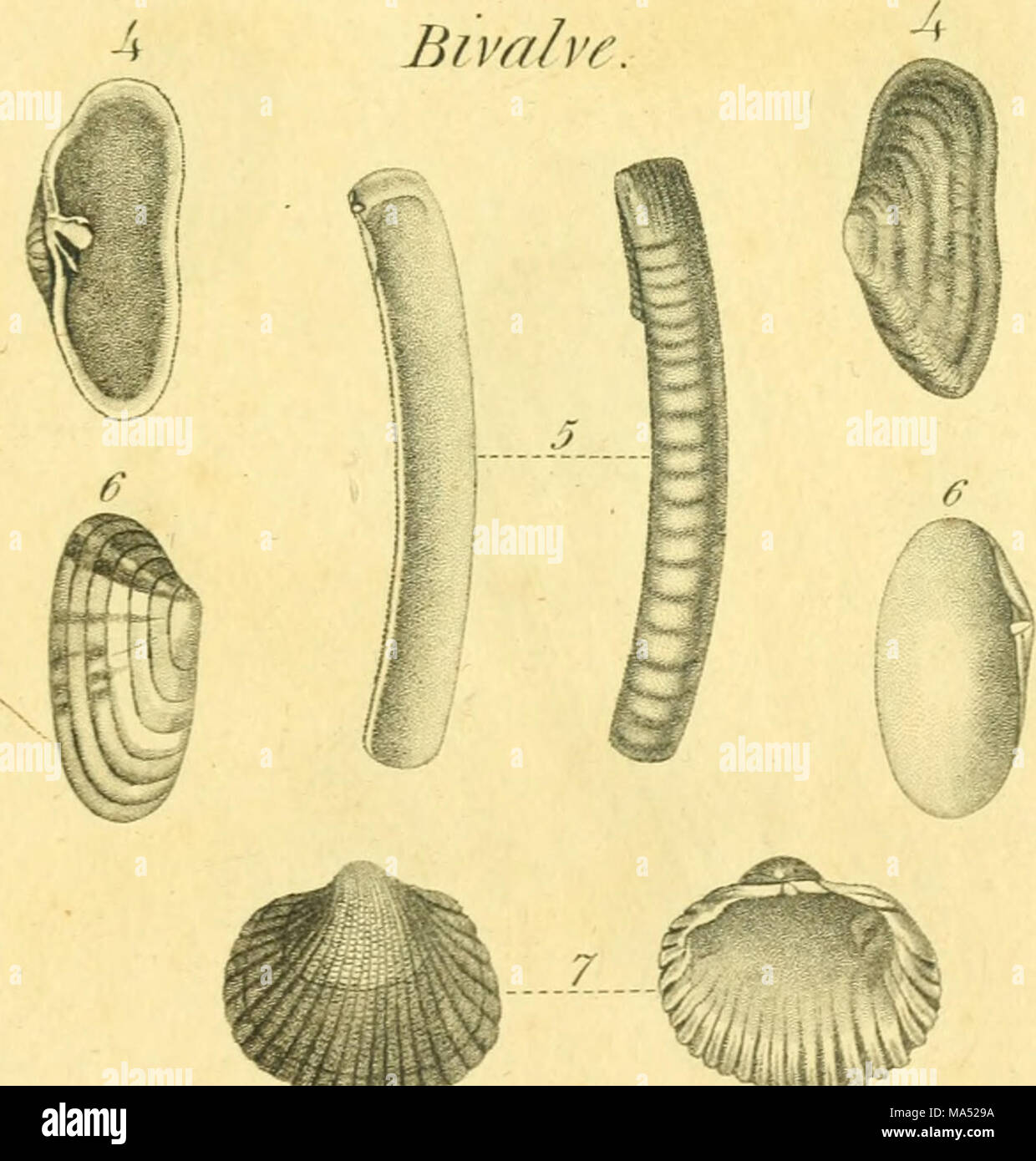 . The elements of conchology; or Natural history of shells: according ...