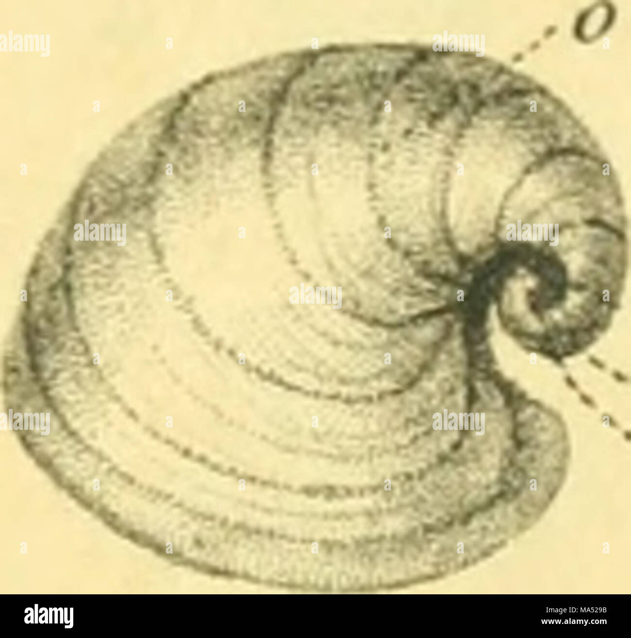 . The elements of conchology; or Natural history of shells: according ...