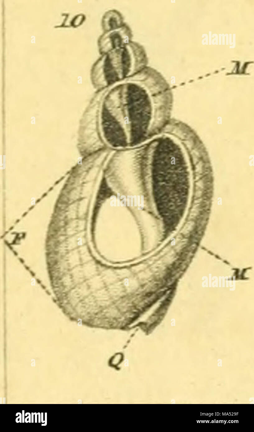 . The elements of conchology; or Natural history of shells: according ...