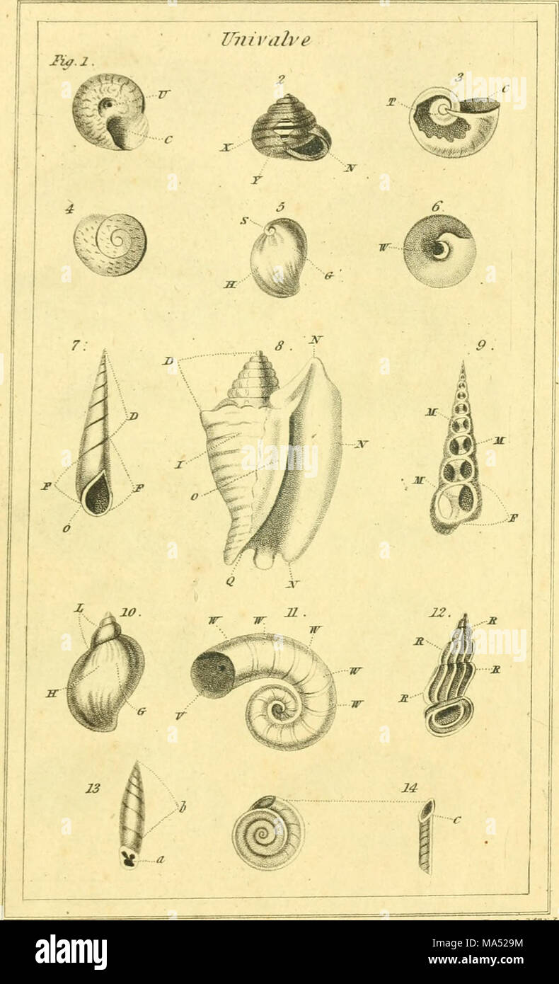 . The elements of conchology; or Natural history of shells: according ...