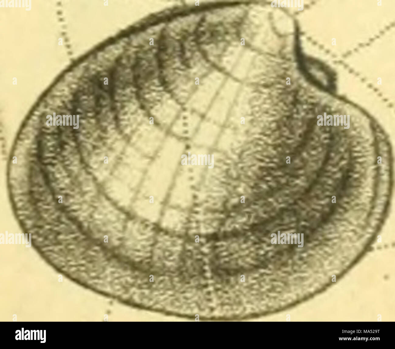 . The elements of conchology; or Natural history of shells: according ...